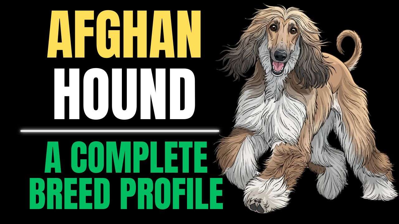 Afghan Hound - A Complete Breed Guide