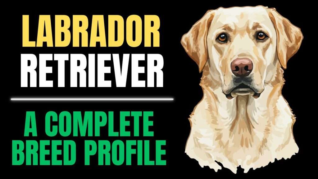 Retrievers Archives - Paw Flicker