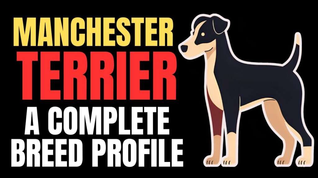 Manchester Terrier – The Sleek City Dog - Paw Flicker