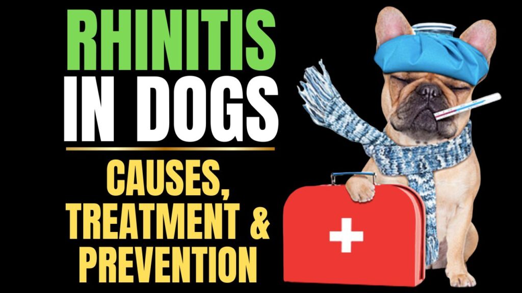 Abdominal Pain in Dogs: Causes, Symptoms & Treatment - Paw Flicker