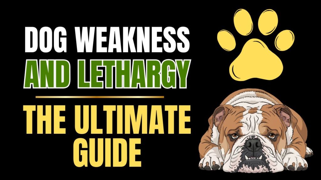 Dog Weakness and Lethargy : Signs & Solutions - Paw Flicker
