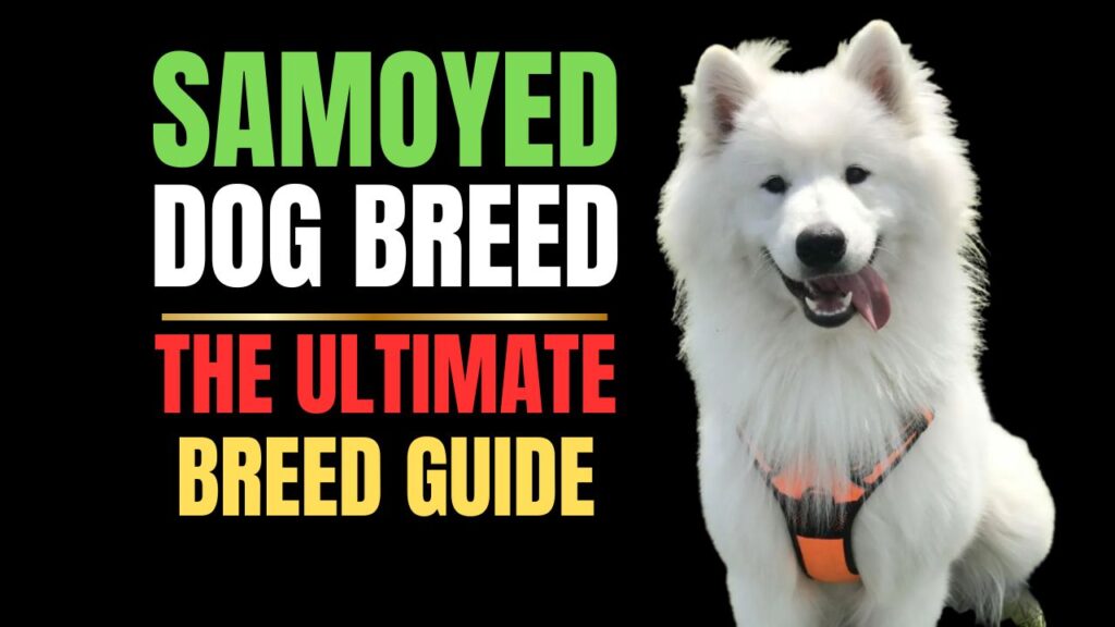 Samoyed Dog Breed | The Ultimate Breed Guide - Paw Flicker