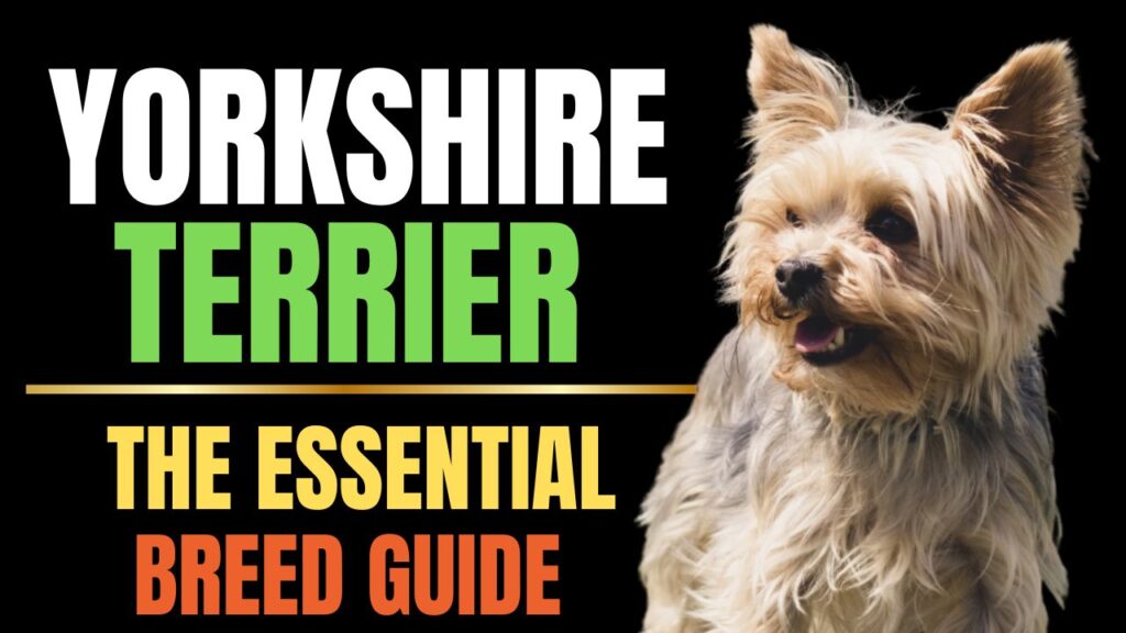 Yorkshire Terrier | The Ultimate Breed Guide